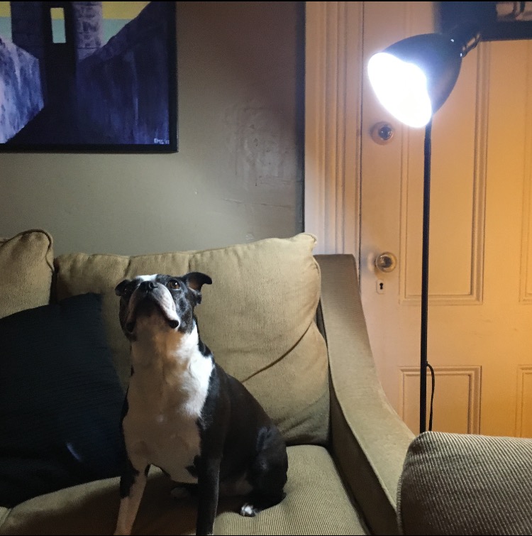 Photo Tips – Pet Portraits by Darren
